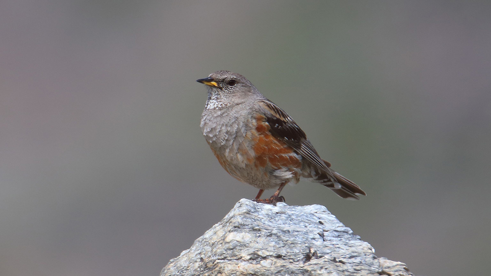 Ornitološke odlike NP”Lovćen” sa njegovom podgorinom | Skala radio